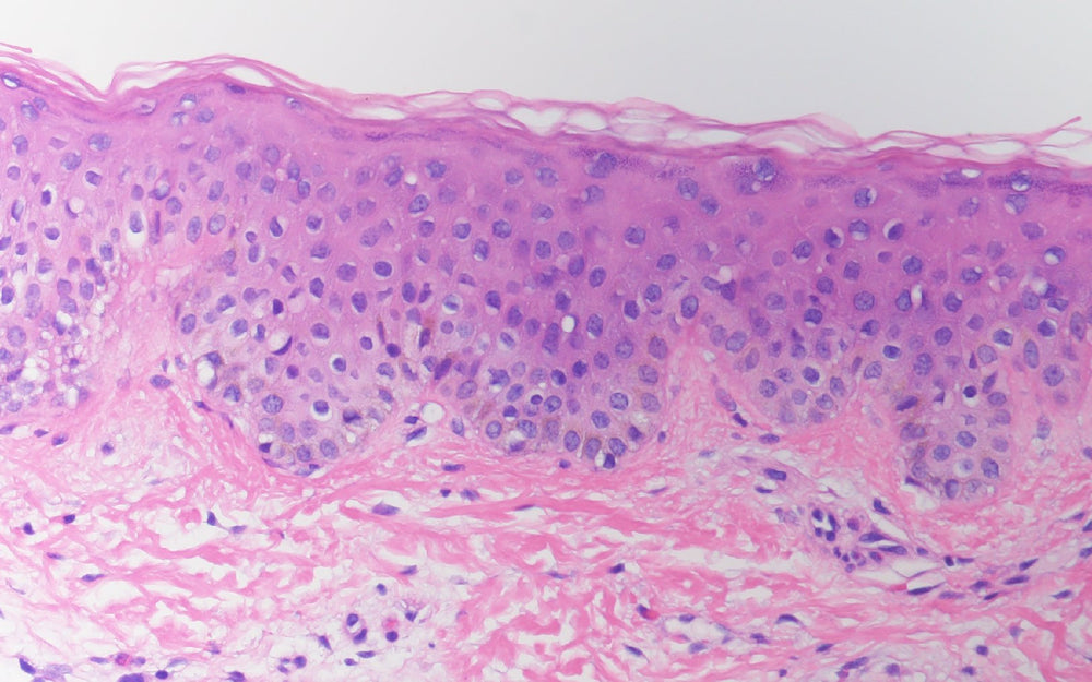 The Science – Collesta Cream